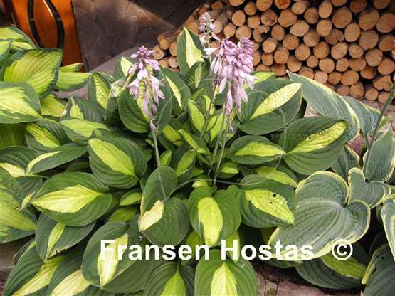 Hosta Gypsy Rose - Fransen Hostas
